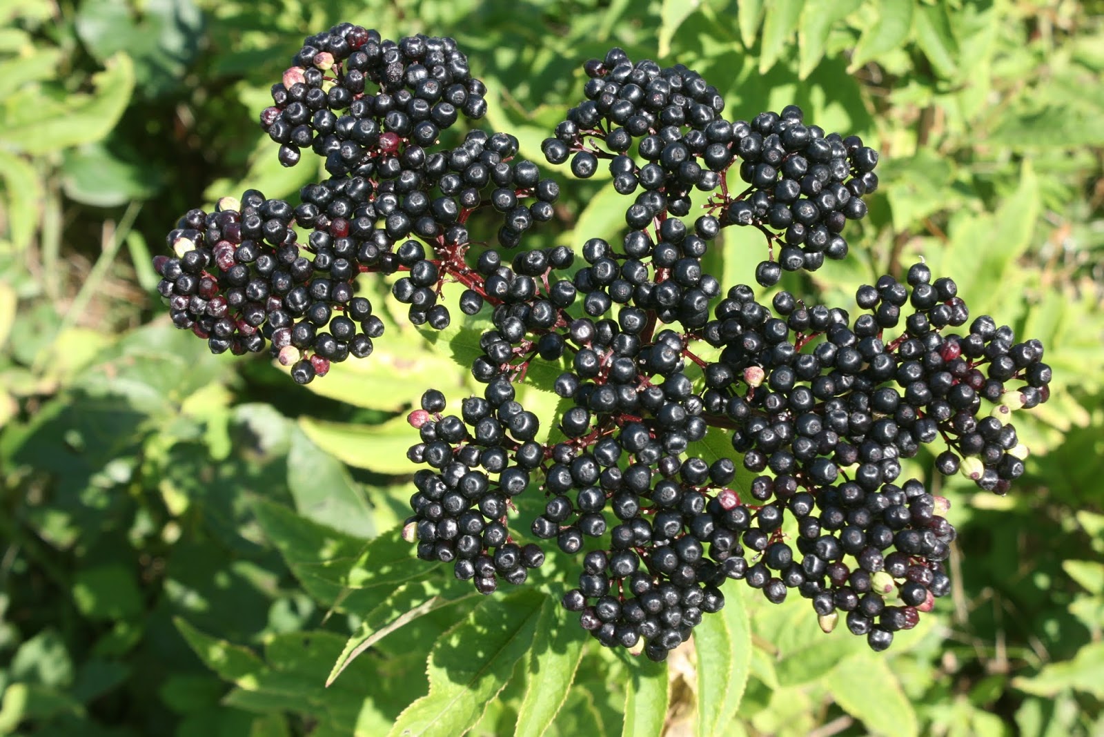 Balkan Ecology Project : Praying Mantids, Native Medicinal Plants and ...