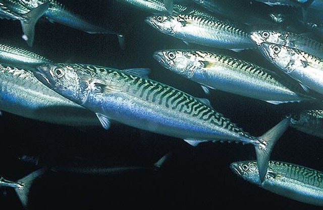 Mackerel ~ Aquatic Animals