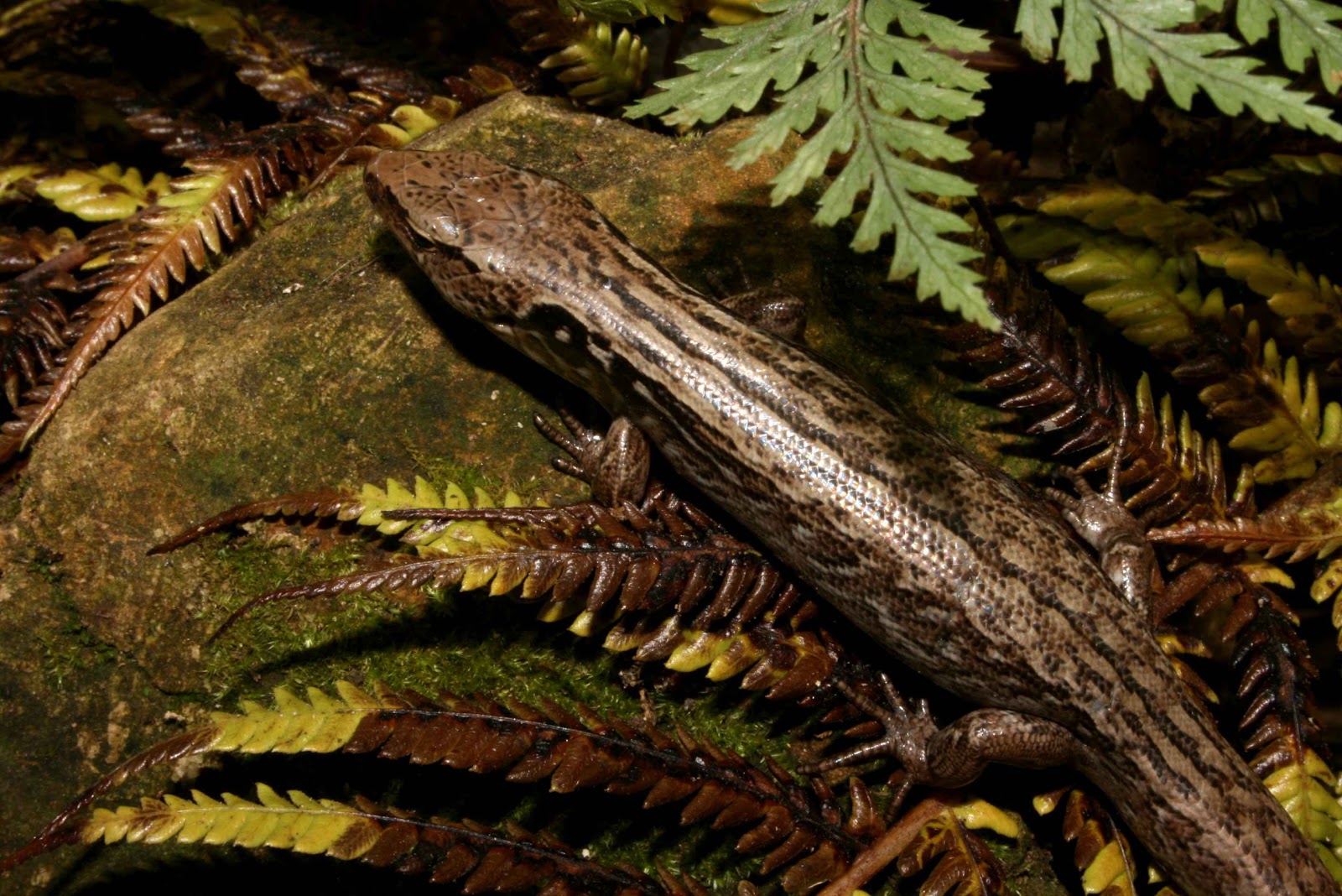 Variety of Life: Scincidae