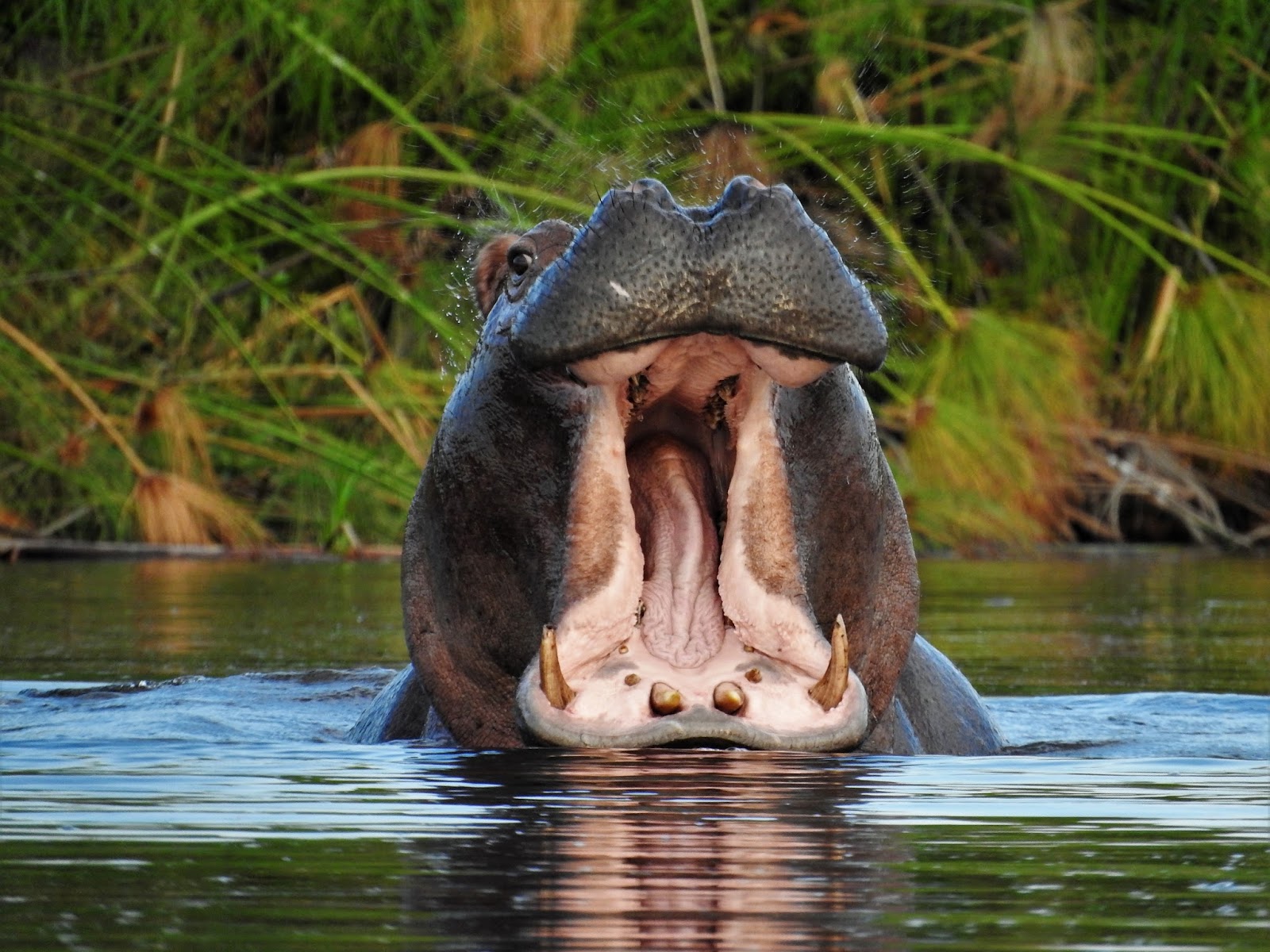 The Girl with the Panda Tattoo: Overland Africa: The Wildlife