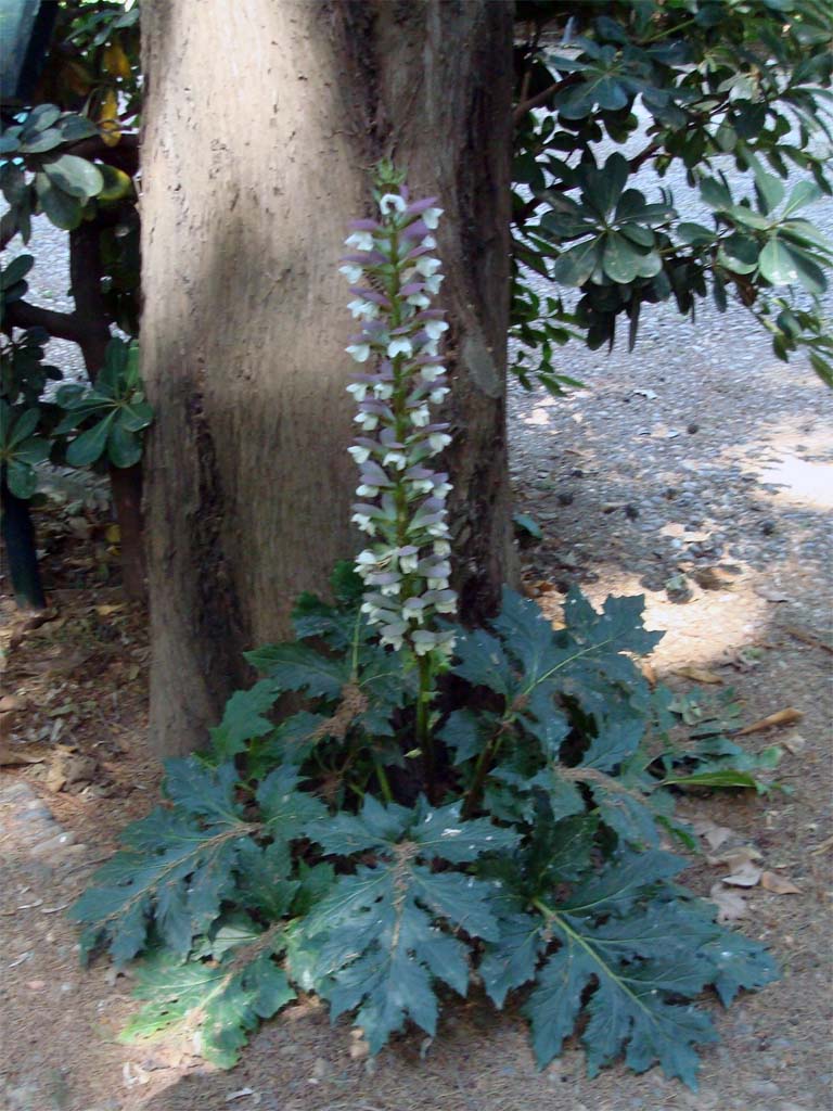arbustosensevilla-encinarosa: Acanto / Acanthus mollis L.