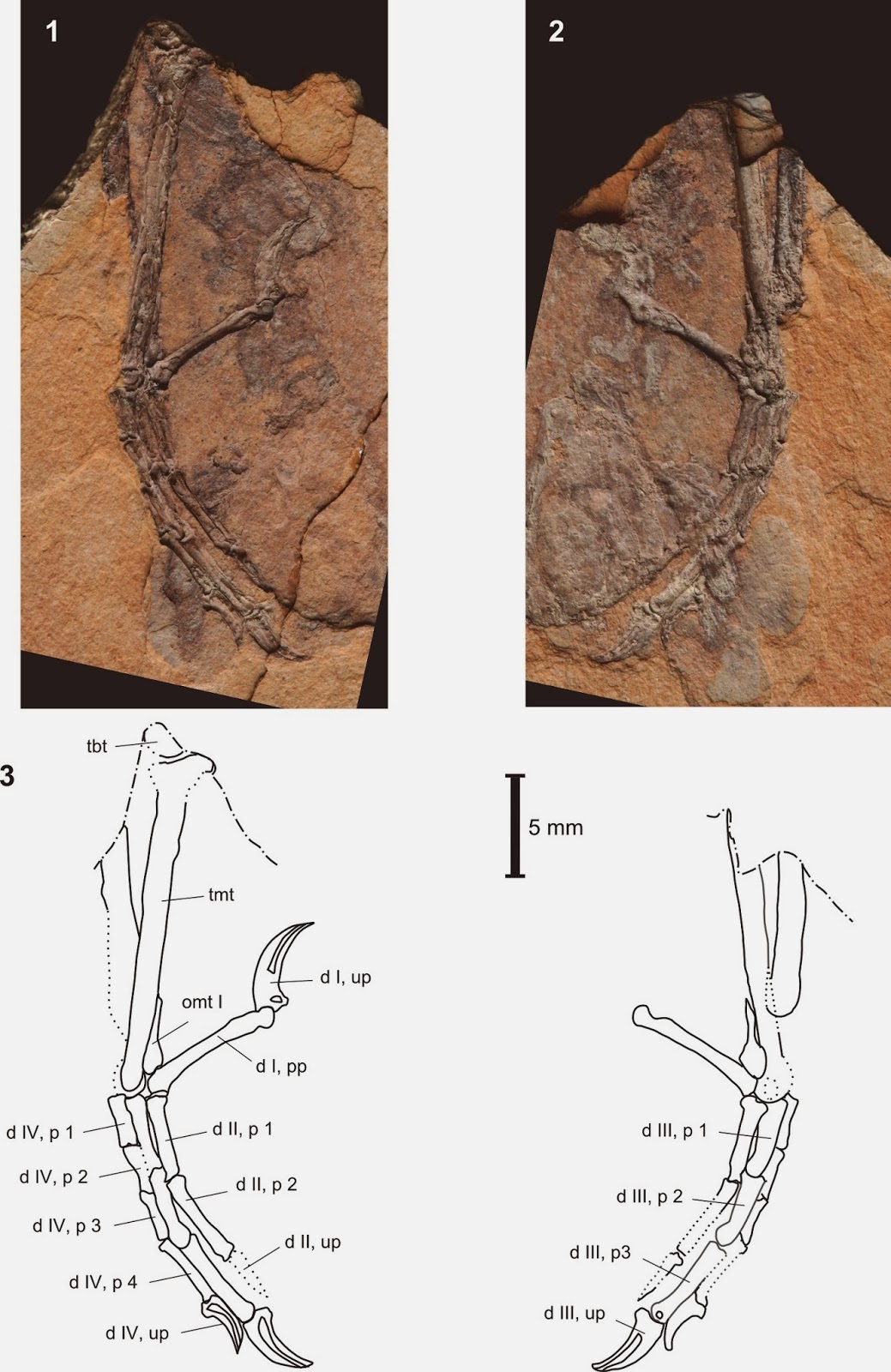 Sciency Thoughts: A Pan-Apodiform Bird from the Early Eocene Green ...