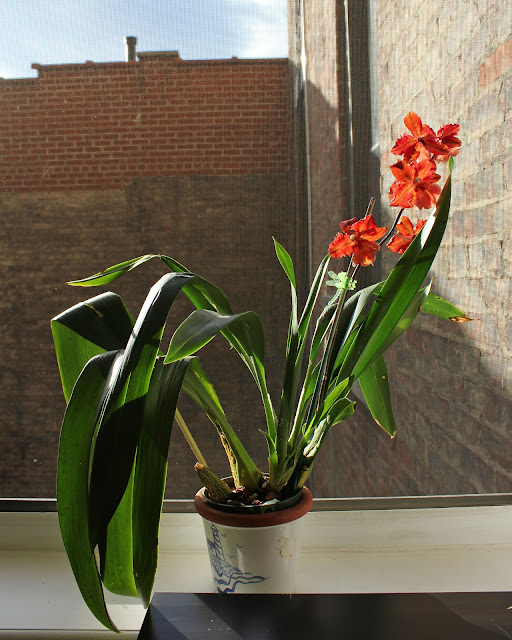 Maria's Orchids: 04/01/2012 - 05/01/2012