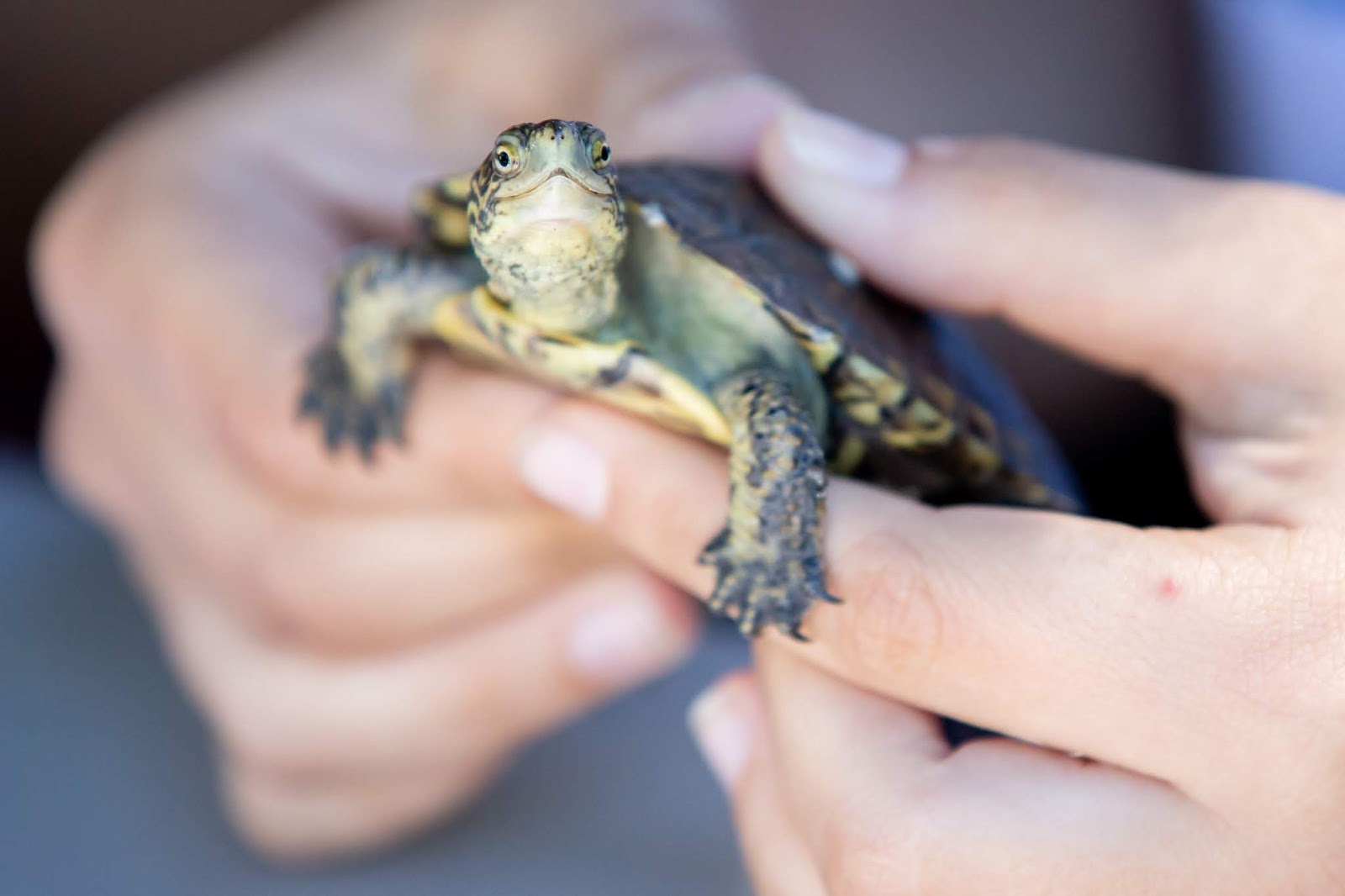 Zoo and biologists get turtles ready for release to the wild