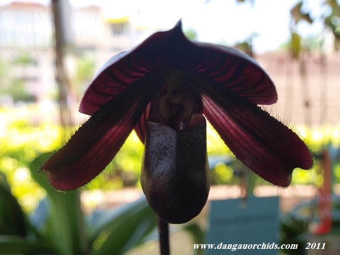 Orchids de Dangau: Perak Orchid Show Update : OSM-Ipoh City Orchid Show