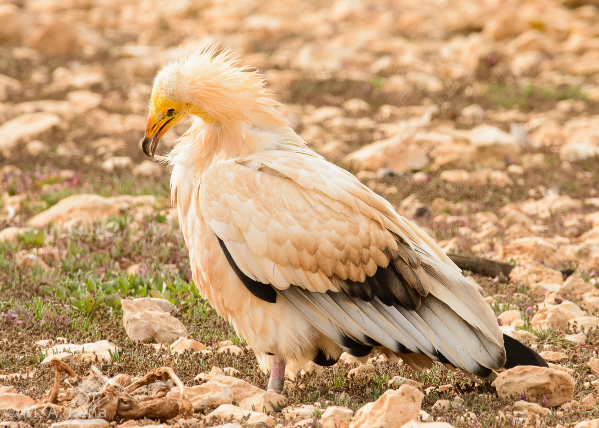 Miguel Angel Peña. Fotos de Naturaleza: El guirre