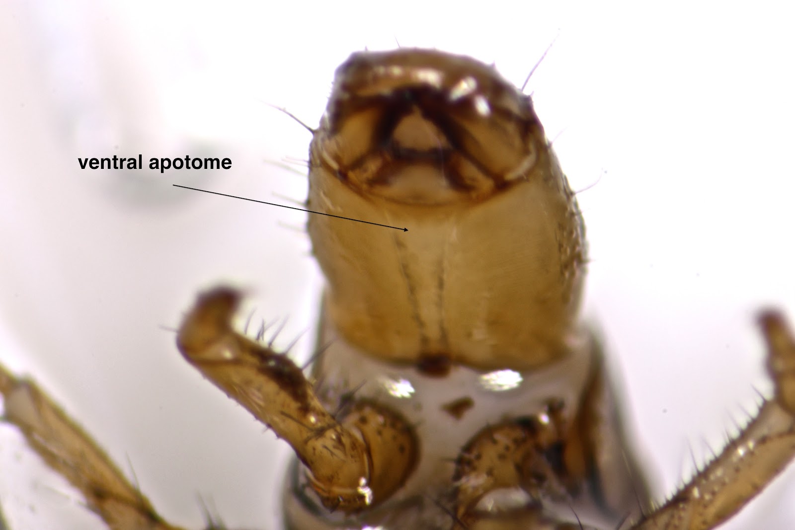 Aquatic Insects of Central Virginia: Arctopsyche grandis: An Important ...