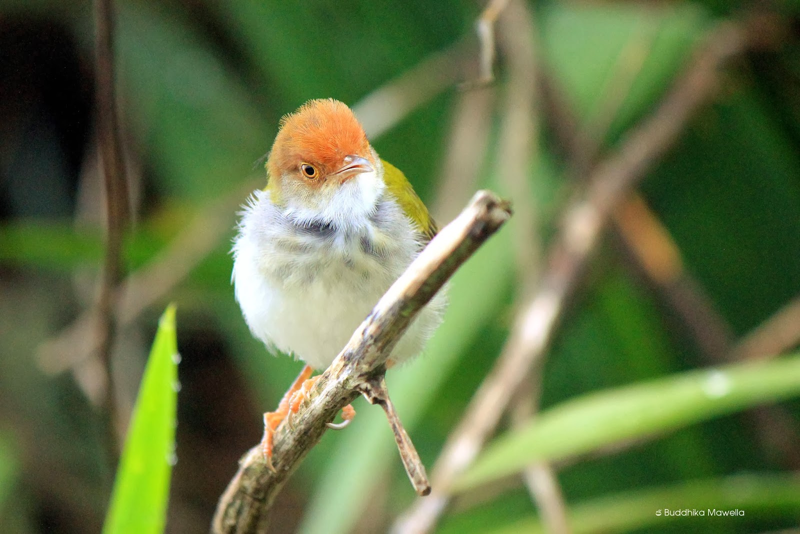 Lanka Nature Summary: Common Tailorbird (Orthotomus sutorius)