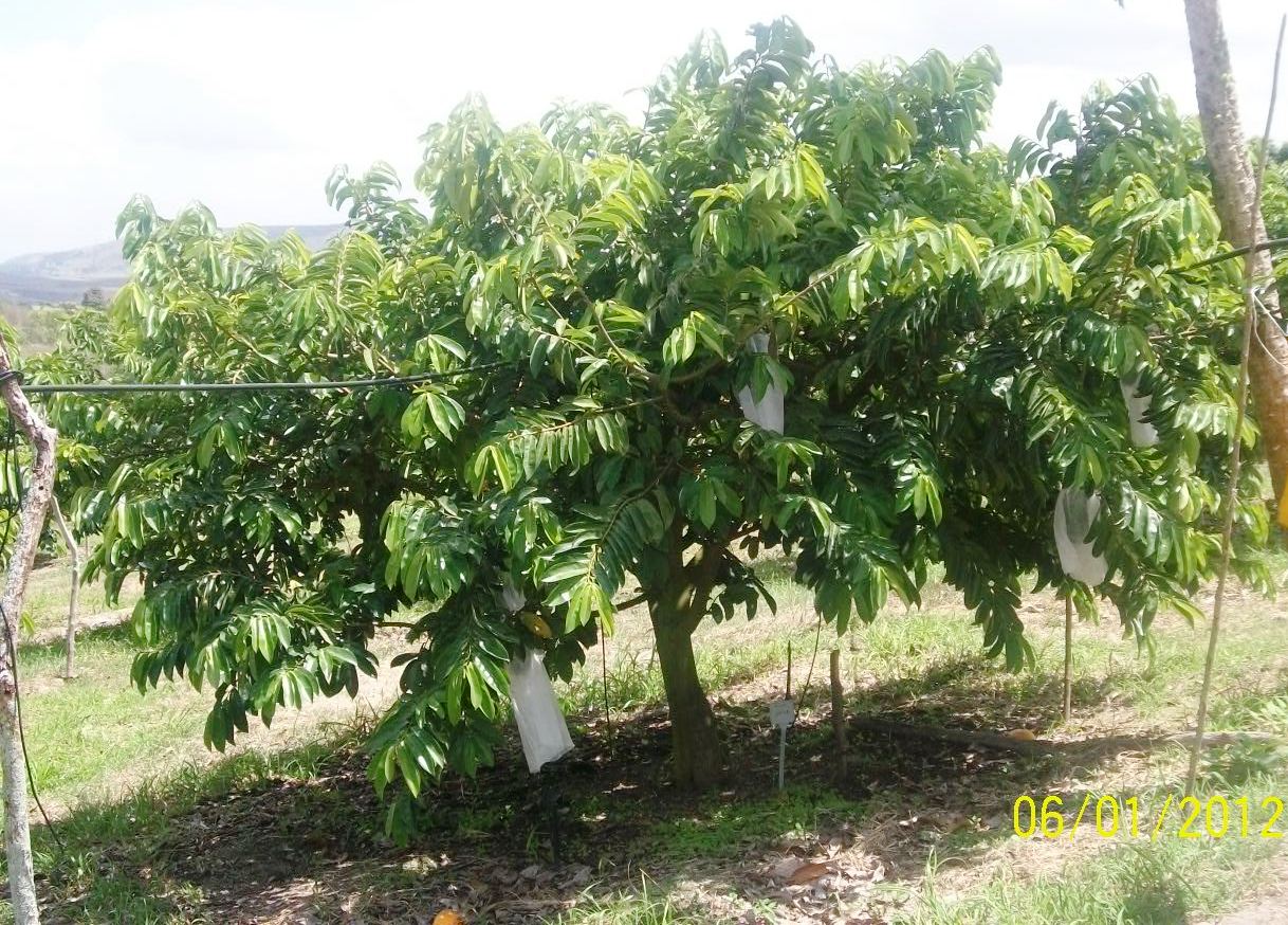 Graviola Gigante Verdadeira