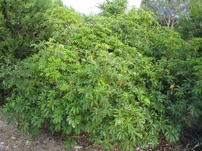 FLORA NEL SALENTO e.. anche altrove: Schefflera arboricola (Hayata ...