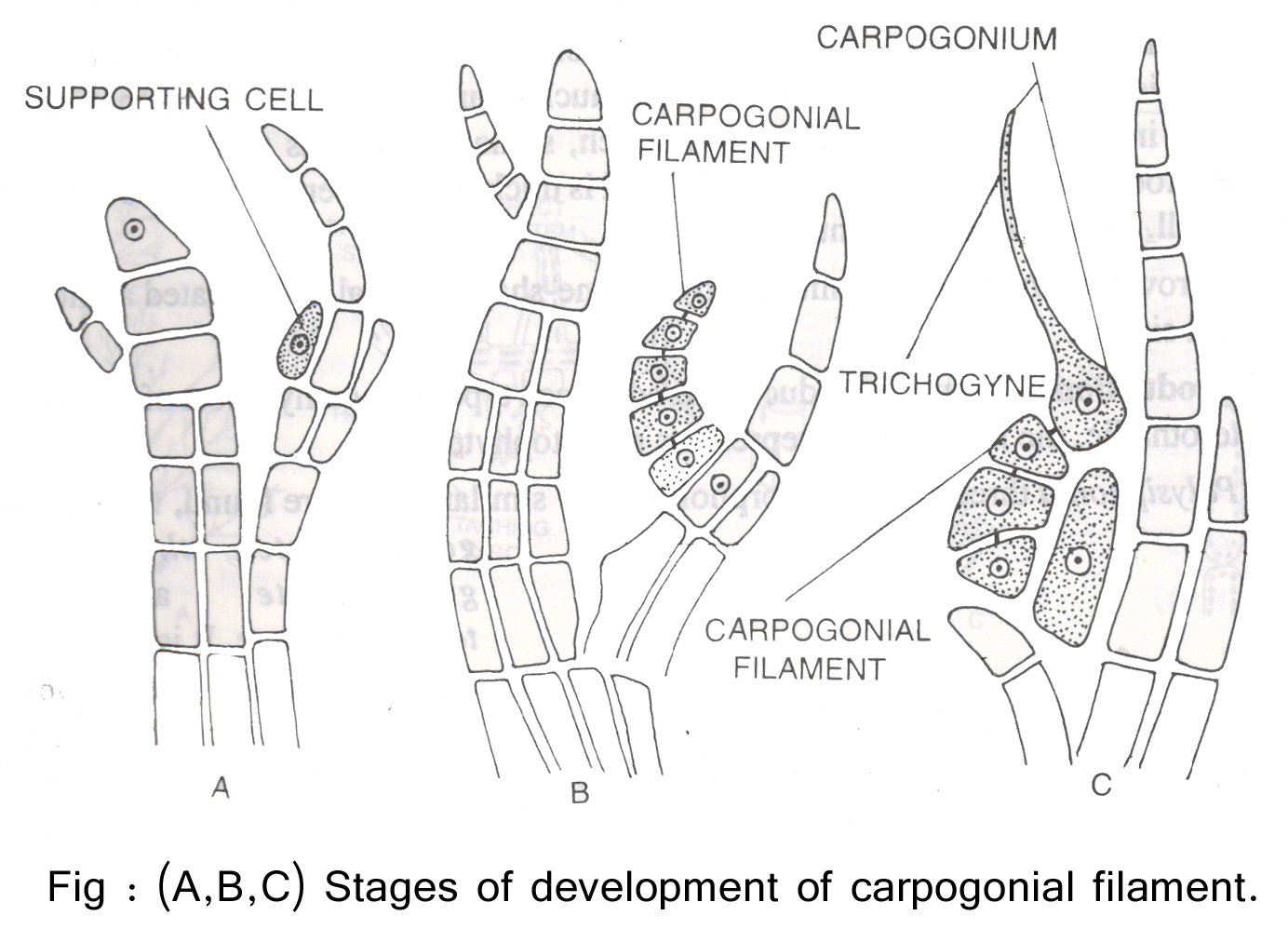 POLYSIPHONIA - STRUCTURE OF VEGETATIVE BODY AND REPRODUCTION