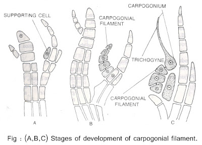 POLYSIPHONIA - STRUCTURE OF VEGETATIVE BODY AND REPRODUCTION