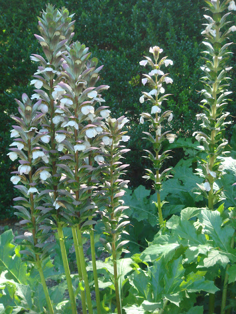 Fotografiando plantas: Acanto