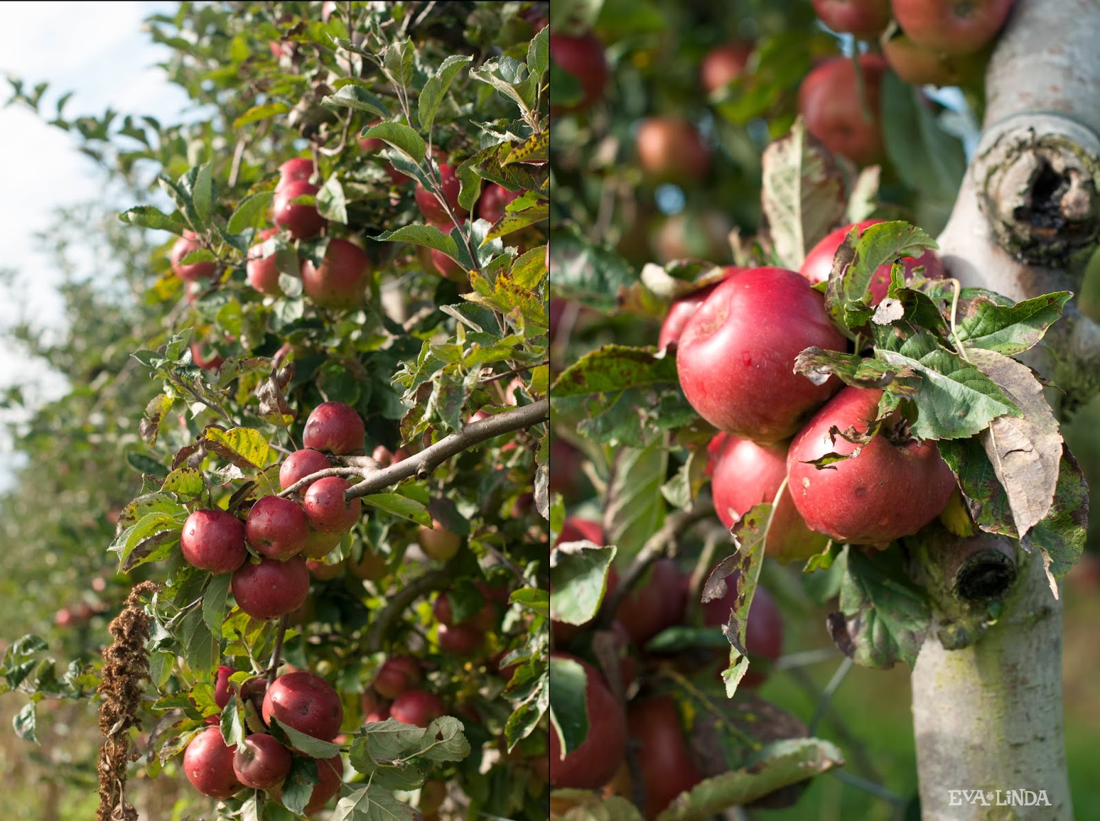 COCINA GLOBAL: Manzanas / Apples