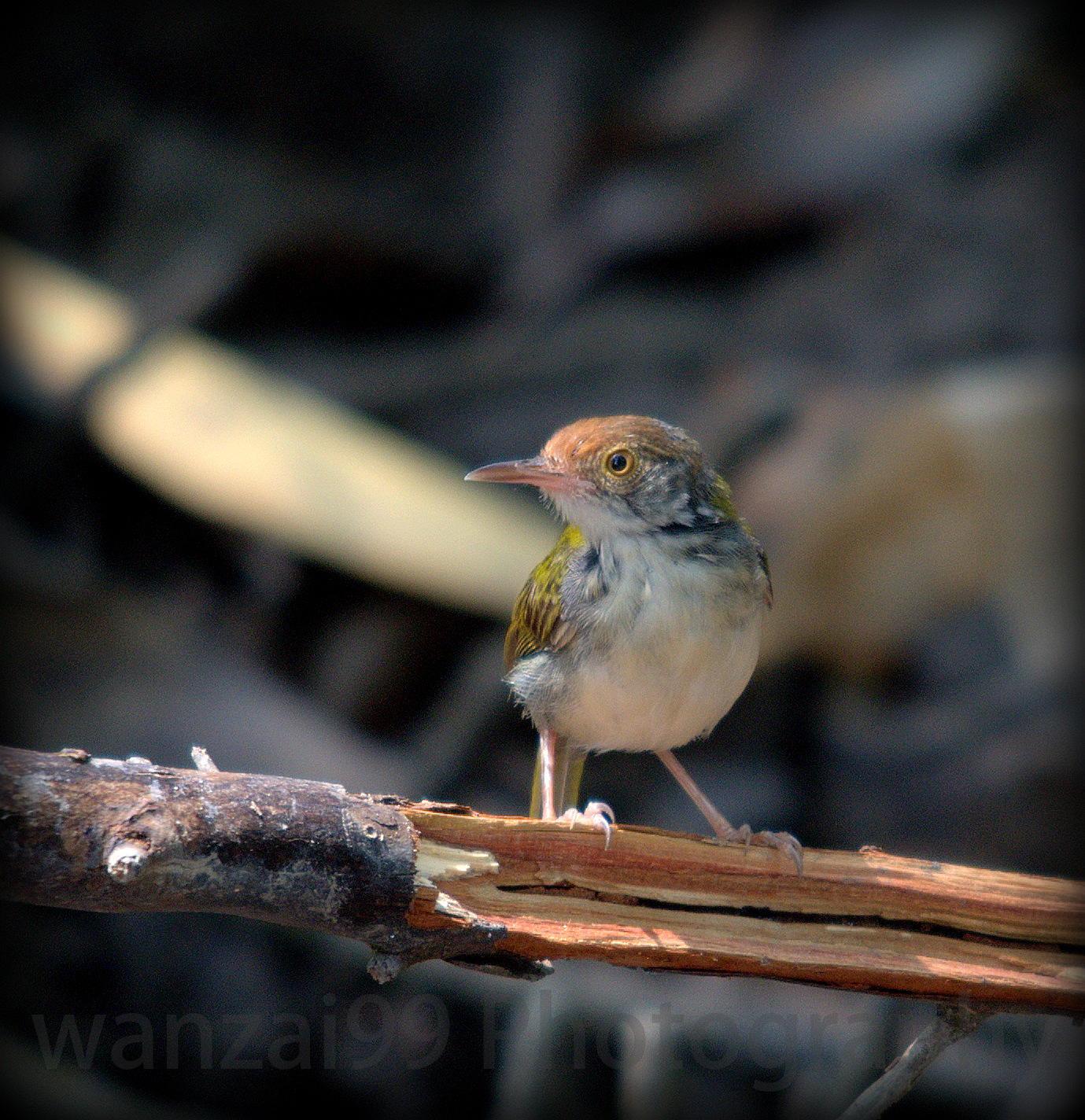 wanzai99 PHOTOGRAPHY: Burung Perenjak Pisang