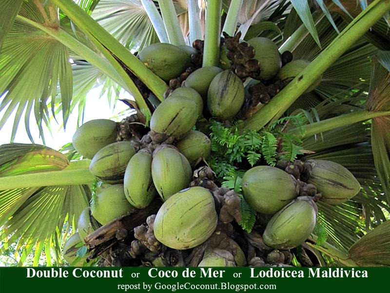 Double coconut or Coco de Mer or Lodoicea Maldivica | Google Coconut