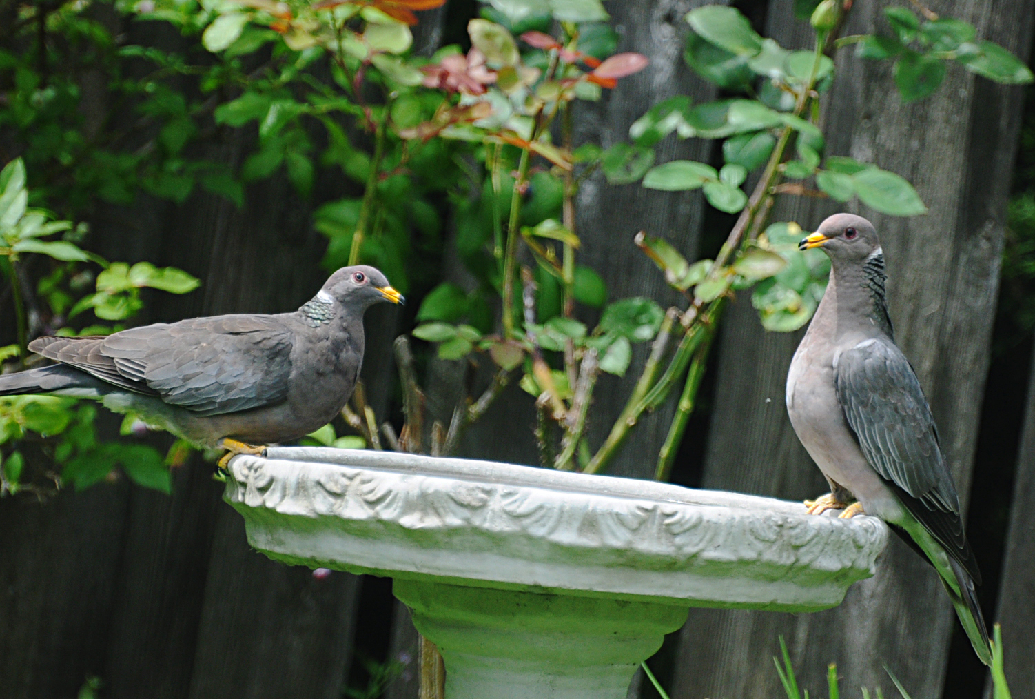 Oregon Backyard Birds, etc.: Band-tailed Pigeon
