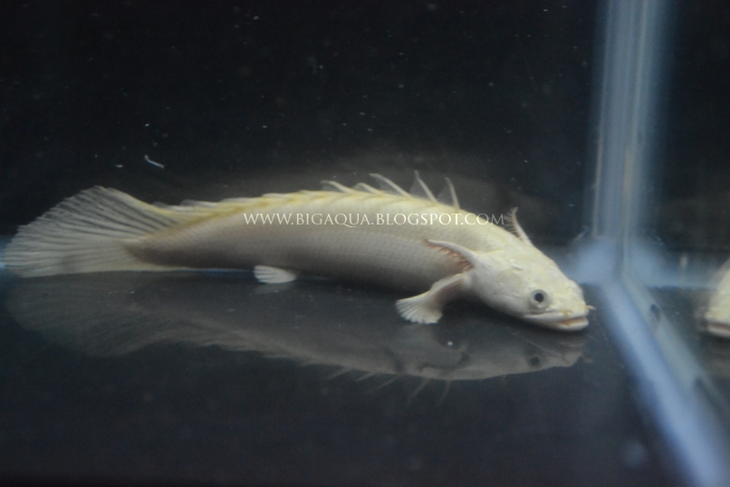 5Inch Platinum Endlicheri ~ Big Aqua