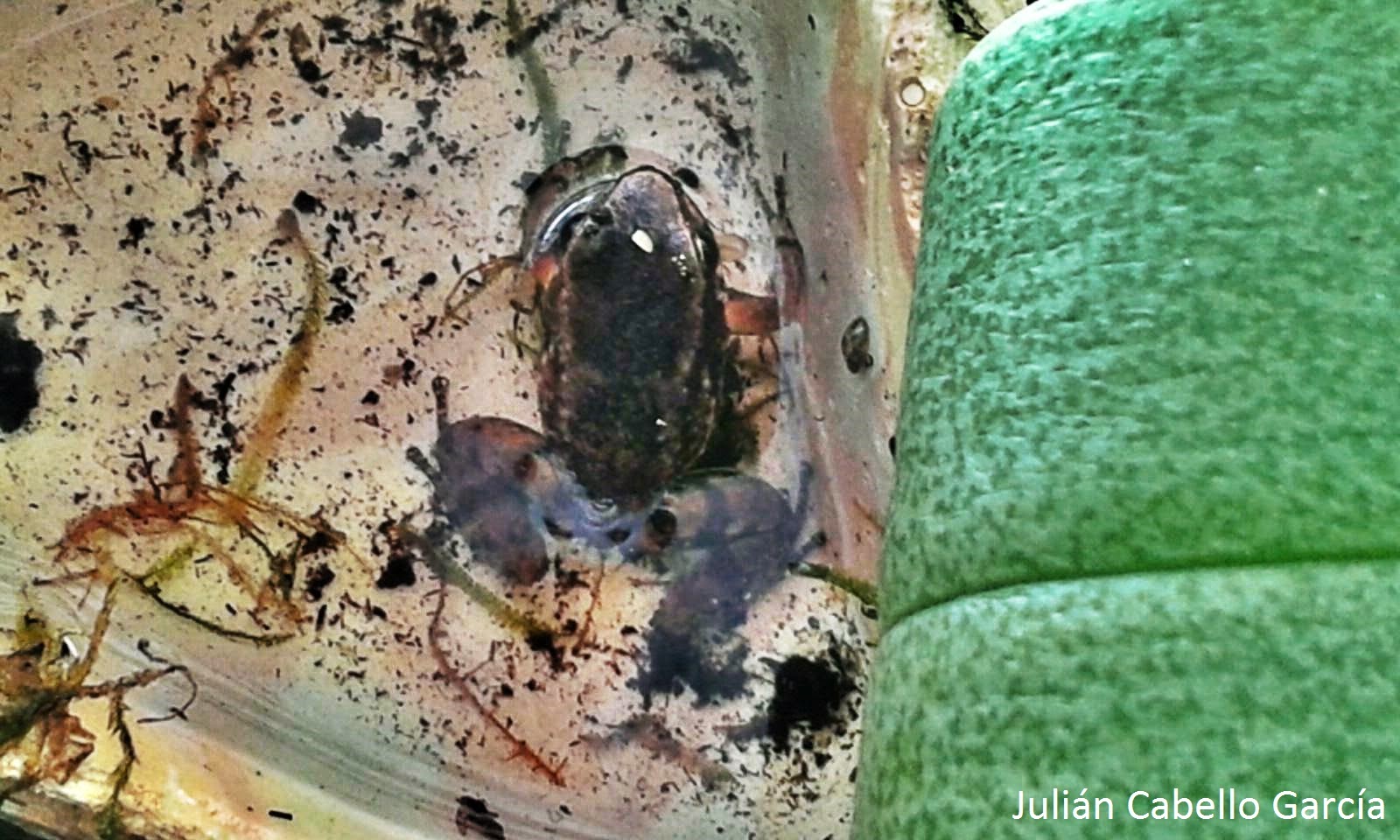 Dendroland: Diario de un Sapito Niñero Oriental (Colostethus Mandelorum)