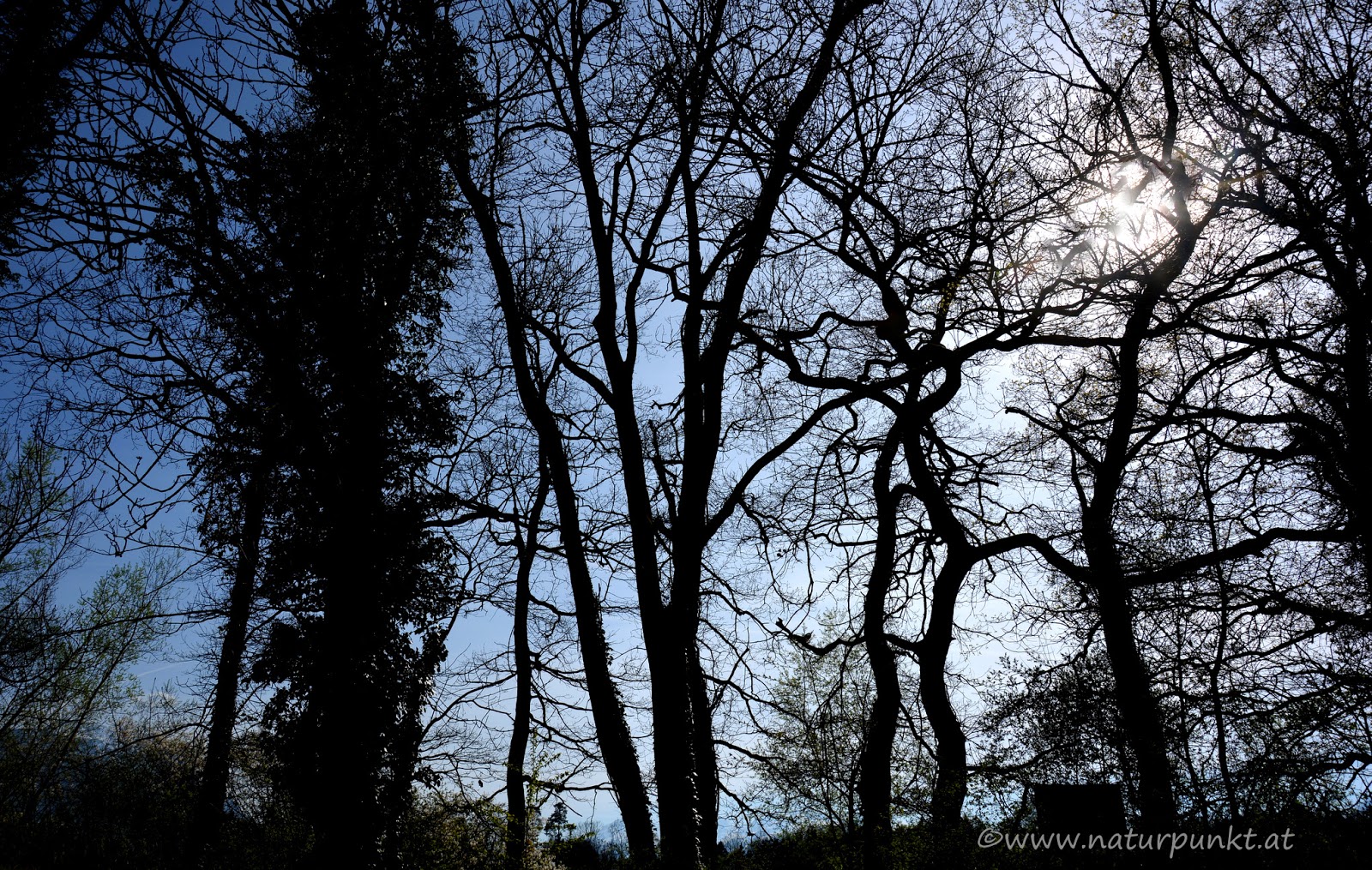 Naturpunkt: Hermann Hesse about trees, reflections “For me, trees have ...