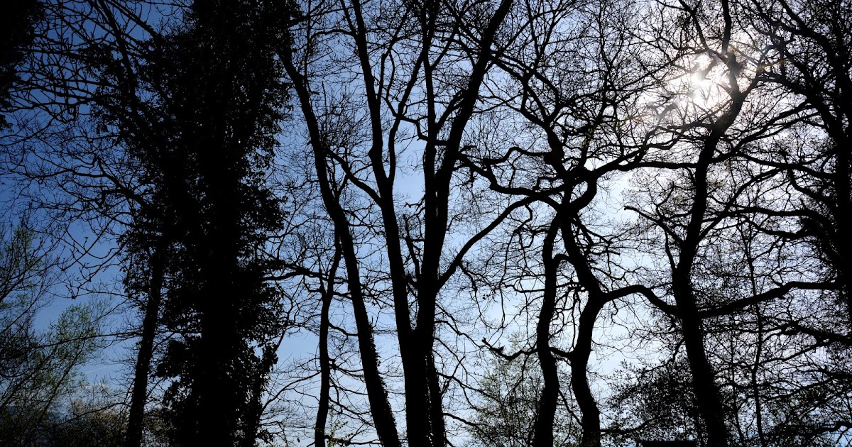 Naturpunkt: Hermann Hesse about trees, reflections “For me, trees have ...