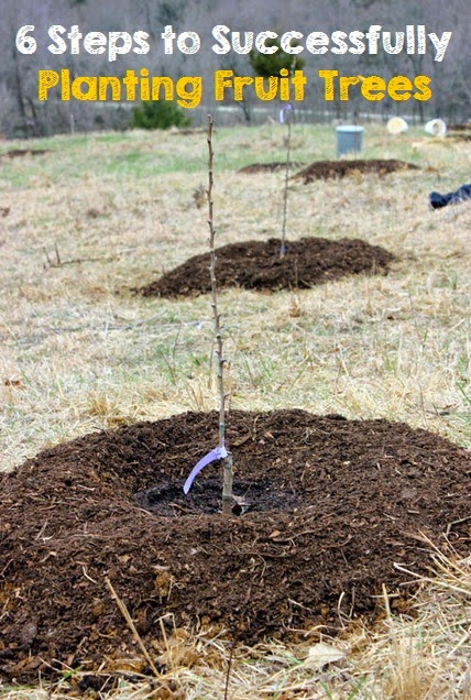 6 Steps to Successfully Planting Fruit Trees #Fruit_Garden