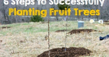6 Steps to Successfully Planting Fruit Trees #Fruit_Garden