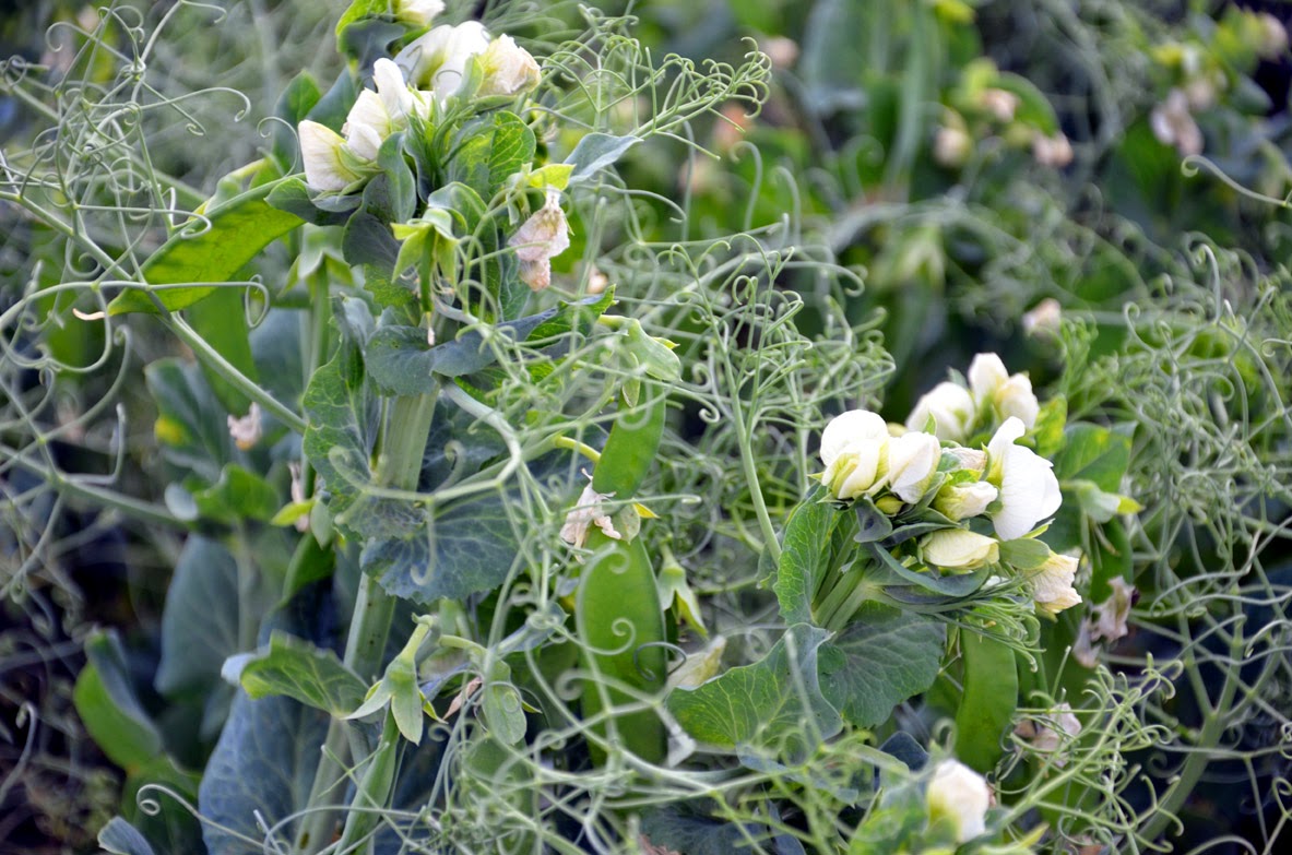 North Fife: Field Peas North Fife