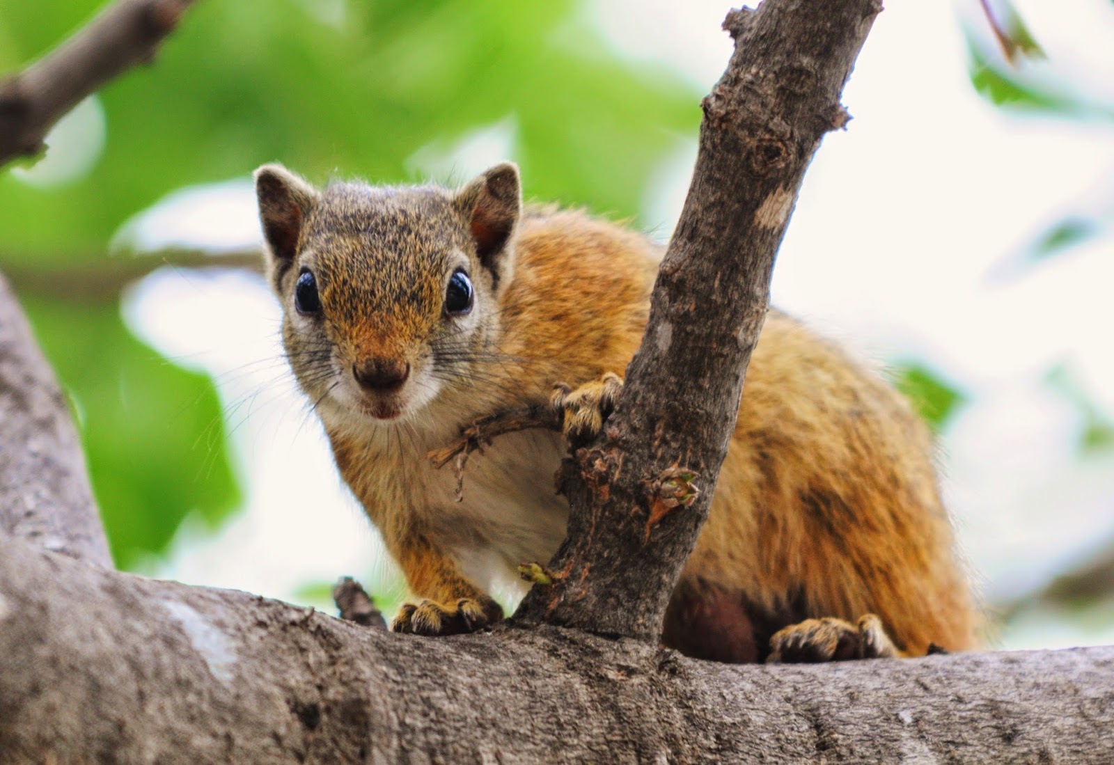 All Animals: African bush squirrel,Profile,Latest news,Photos