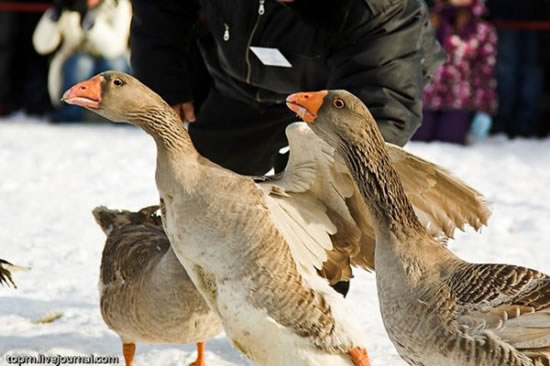 Breed Savers: Steinbacher Geese