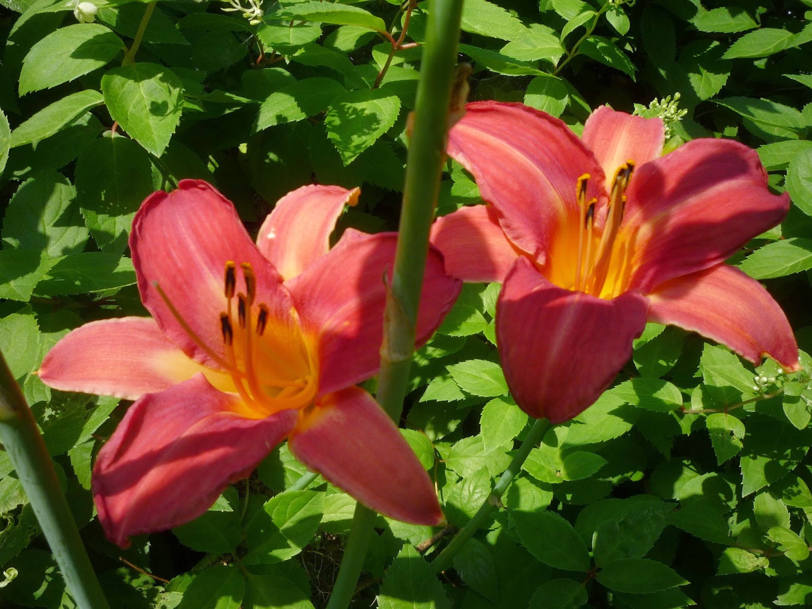 Vermont backyard flowers, July 2014 | South Burlington, Vermont Photos ...