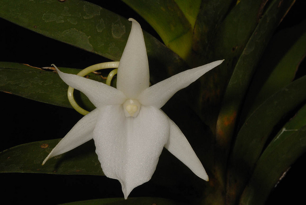 Angraecum curnowianum orchid plant care and culture | Travaldo's blog