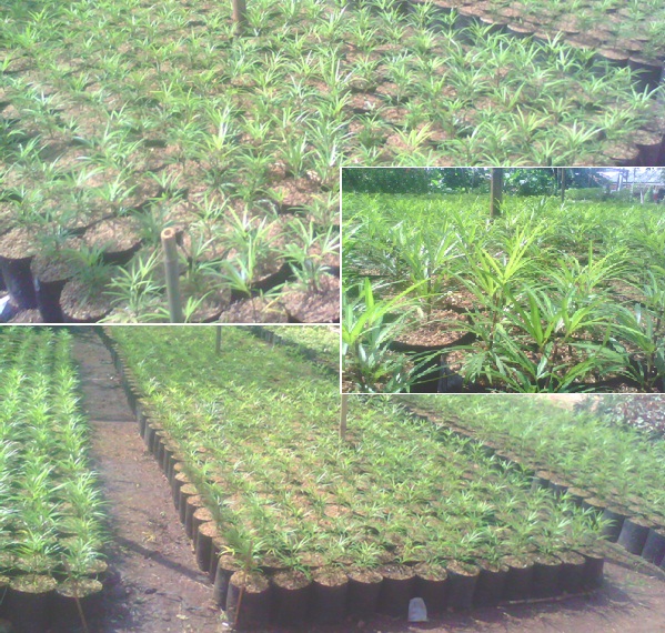 WIRAUSAHA: Tanaman semak Aralia