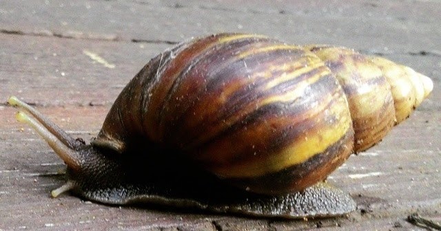 BIOLOGI GONZAGA: NGEBUT DAN OPTIMIS