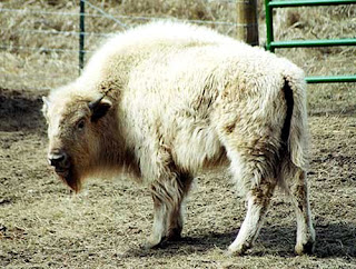 White Buffalo Calf Woman