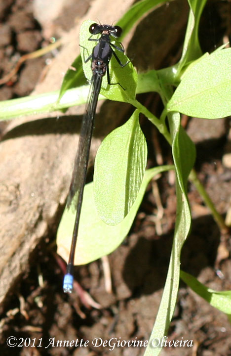 Dragonfly Dazed: 2011 North East Regional Dragonfly Society of the ...