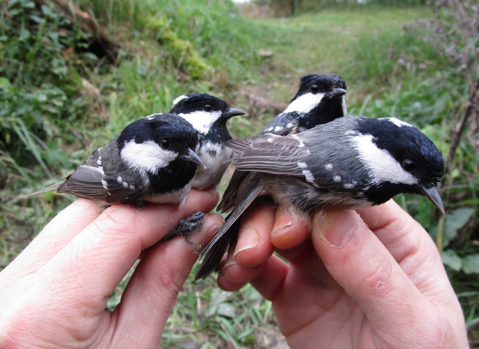 Vogelblog van Cornelis Fokker: Zwarte mezen!!!