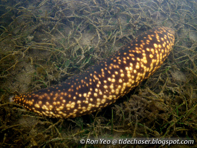 tHE tiDE cHAsER: Sea Cucumbers (Phylum Echinodermata: Class ...