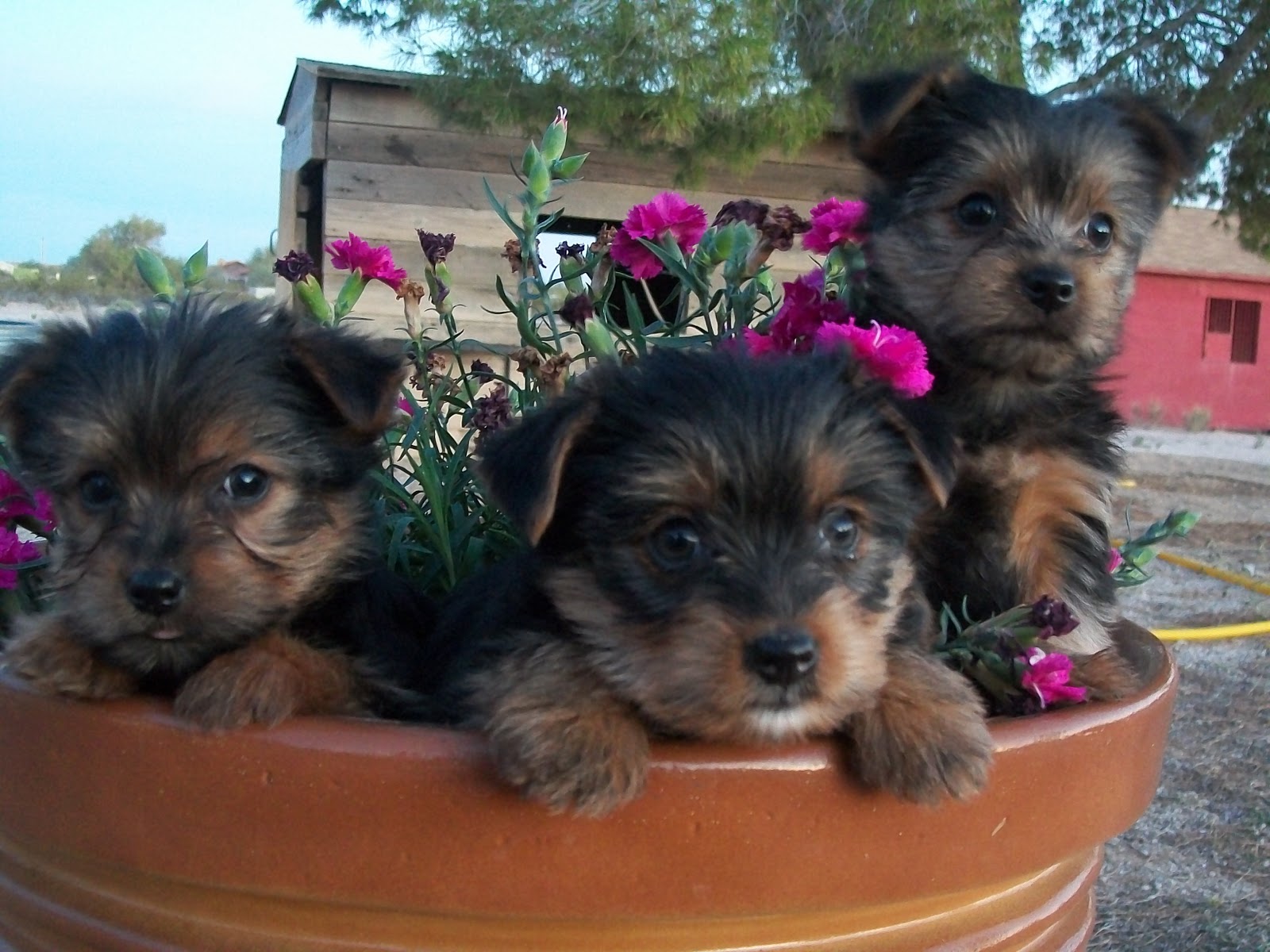 Cedar Ranch Labradors and Yorkies