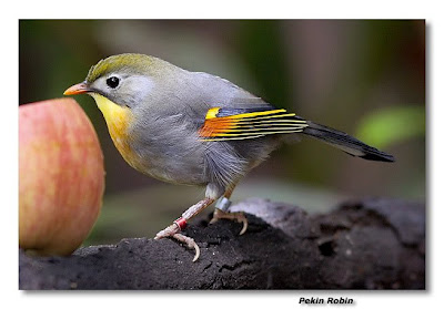 Jenis Burung Berkicau: Burung Robin