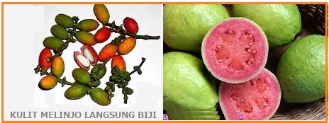 BIOLOGI GONZAGA: ANGIOSPERMAE - GYMNOSPERMAE