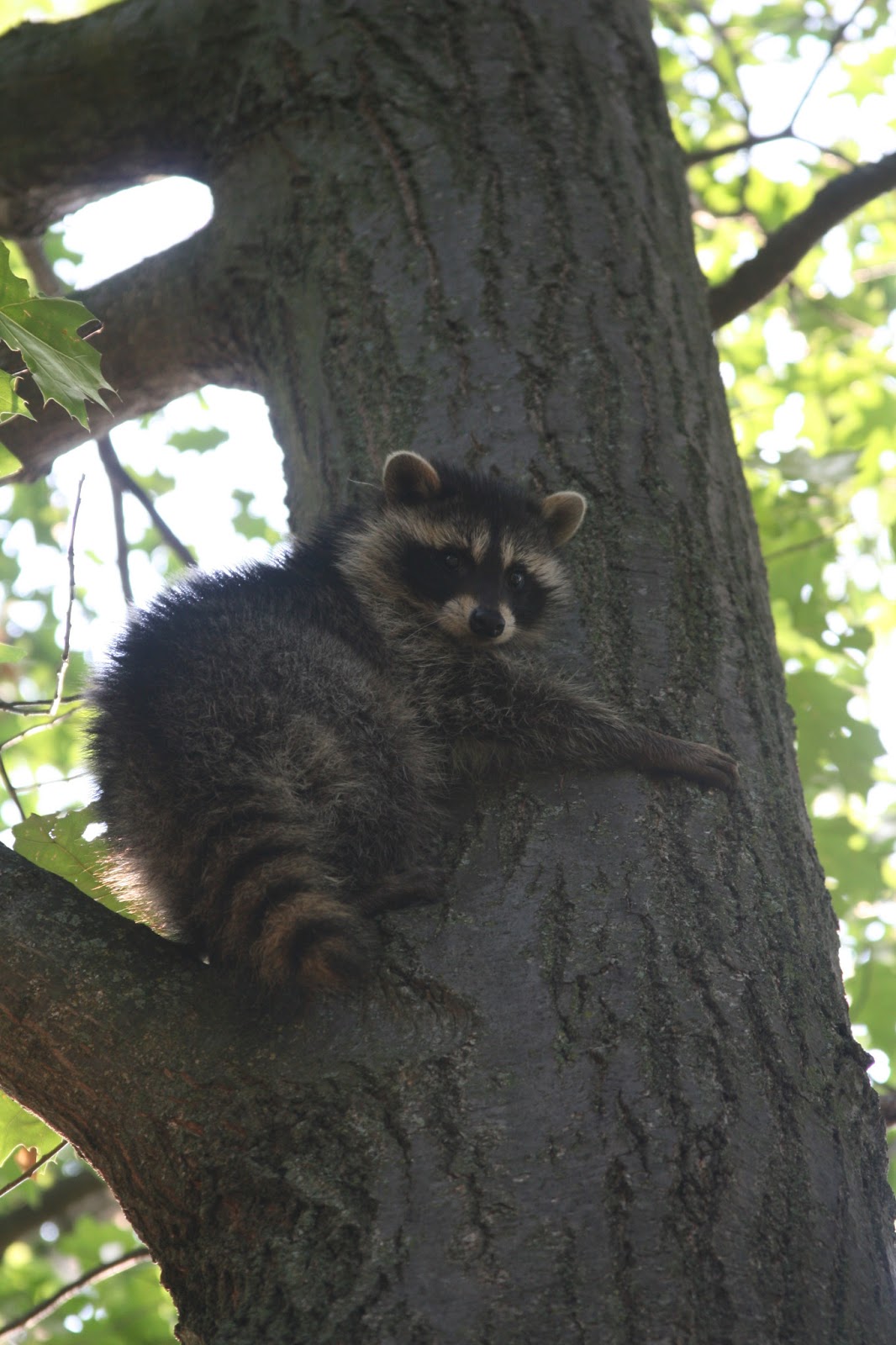 Isabella Conservation District Environmental Education Program: Native ...
