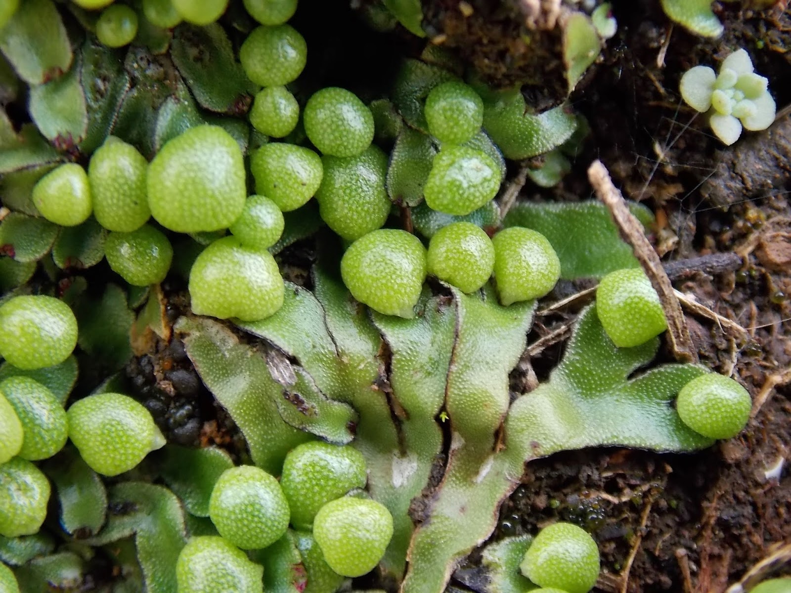 Reboulia hemisphaerica (L.) Raddi