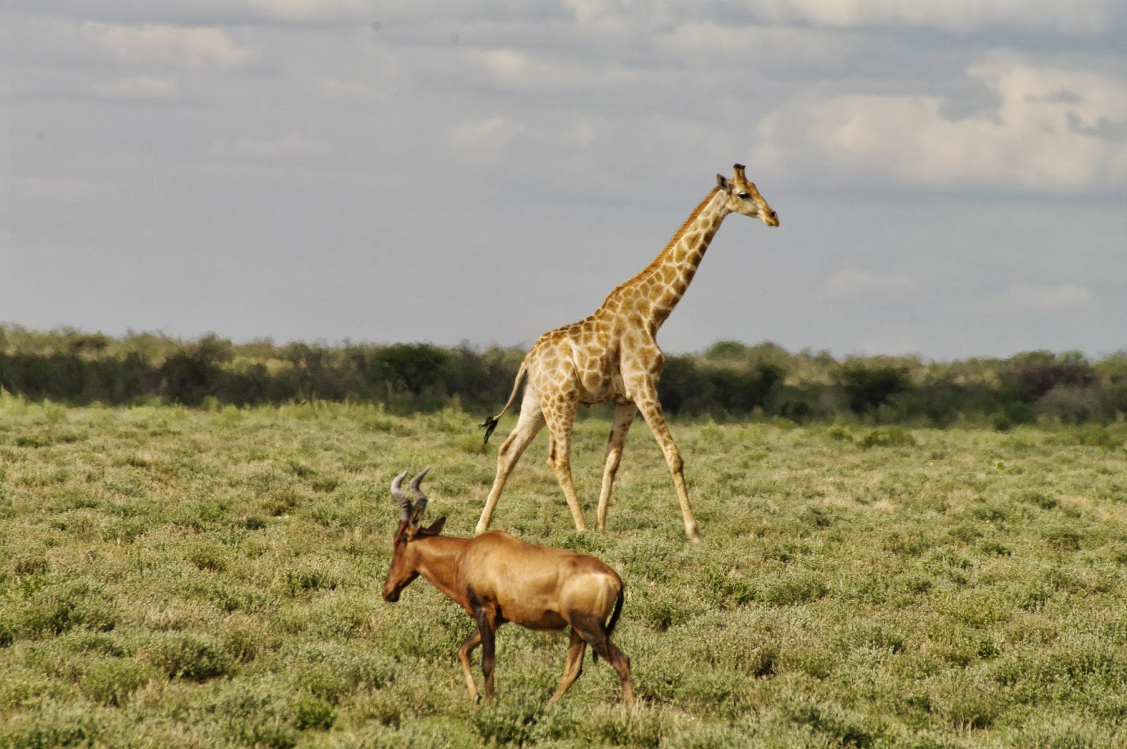 The Southern Africa Adventure: Day 10 to 11 Etosha National Park