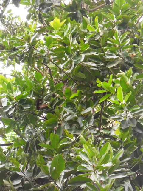 Marinduque Rising: Palo Maria de la Playa immortalized