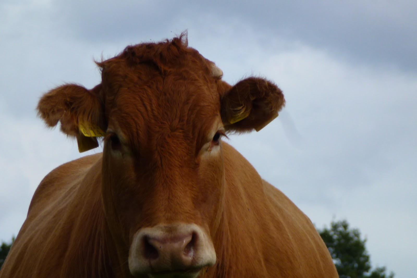 ruis en ritsel: foto's: en wat zeg je dan? Dankjewel mooie koe