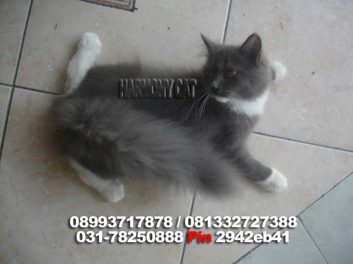 44+ Top Gambar Kucing Persia Warna Abu2