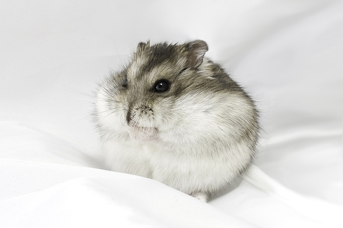 Dwarf Hamster Care - The Animal Life
