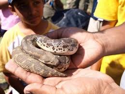 Saffron Tree: Interview: Gerry Martin, Naturalist and Conservationist