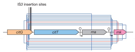 Sandwalk: Lenski's long-term evolution experiment: the evolution of bacteria that can use ...